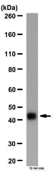 Anti-Connexin 45 Antibody, near CT, cytoplasmic | AB1745